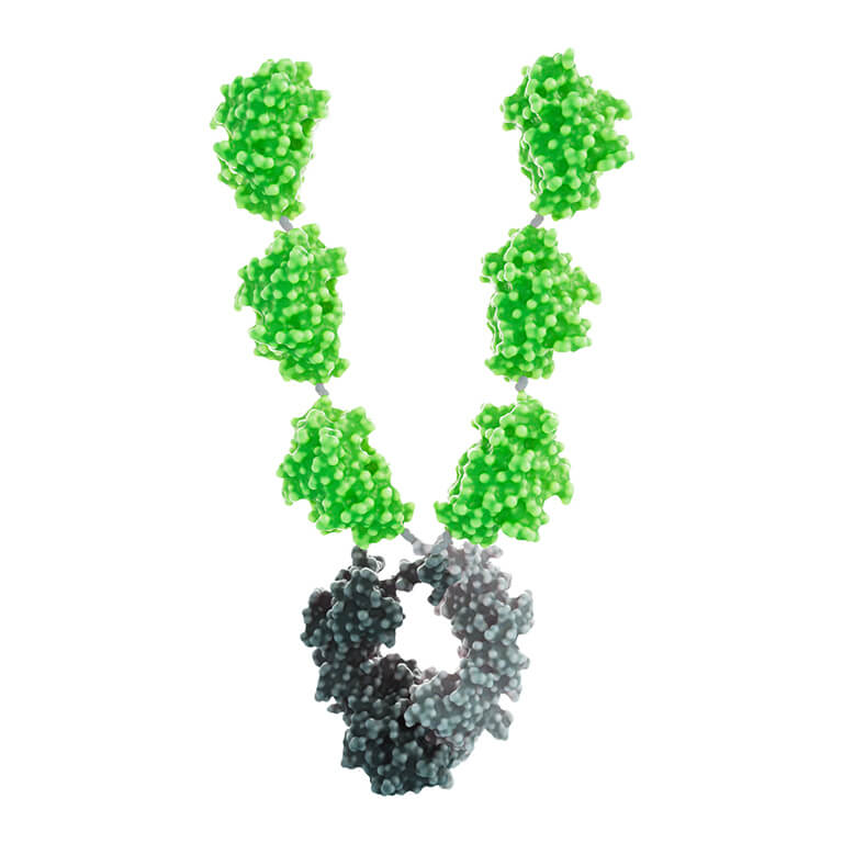 Pipeline | Inhibrx | Our targeted immunotherapy candidates.