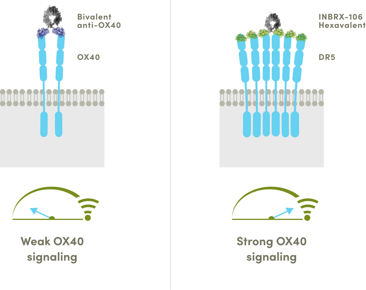 INBRX-106 | Inhibrx | Utilizing a member of the TNFRSF.